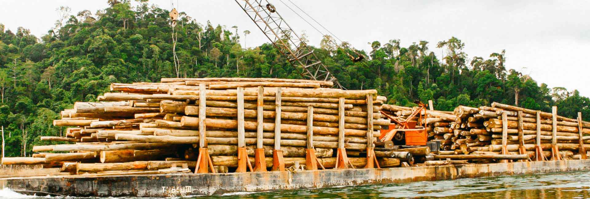 Miu Tao Trading | Exotic Tropical Hardwood from Underwater Timber